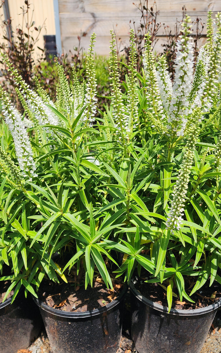Hebe "Snowdrift" – Moss Growers Direct