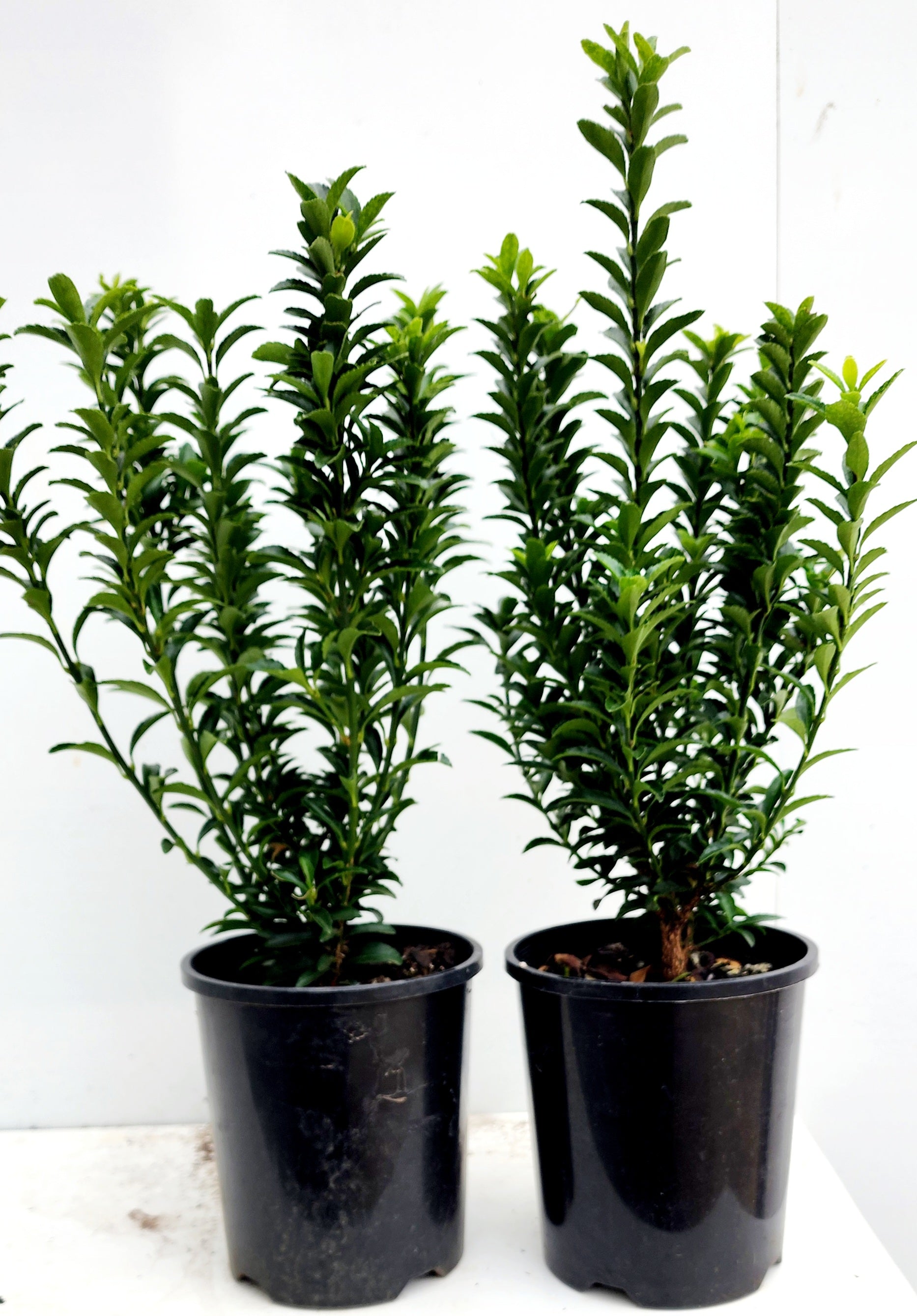 Euonymus Japonicus Green Rocket – Moss Growers Direct
