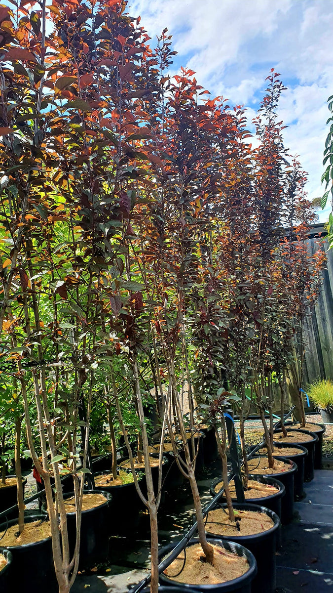 Prunus cerasifera 'Oakville Crimson Spire' – Moss Growers Direct