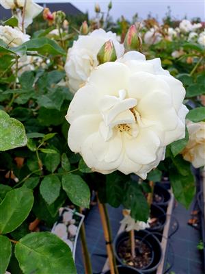 Iceberg roses – Moss Growers Direct
