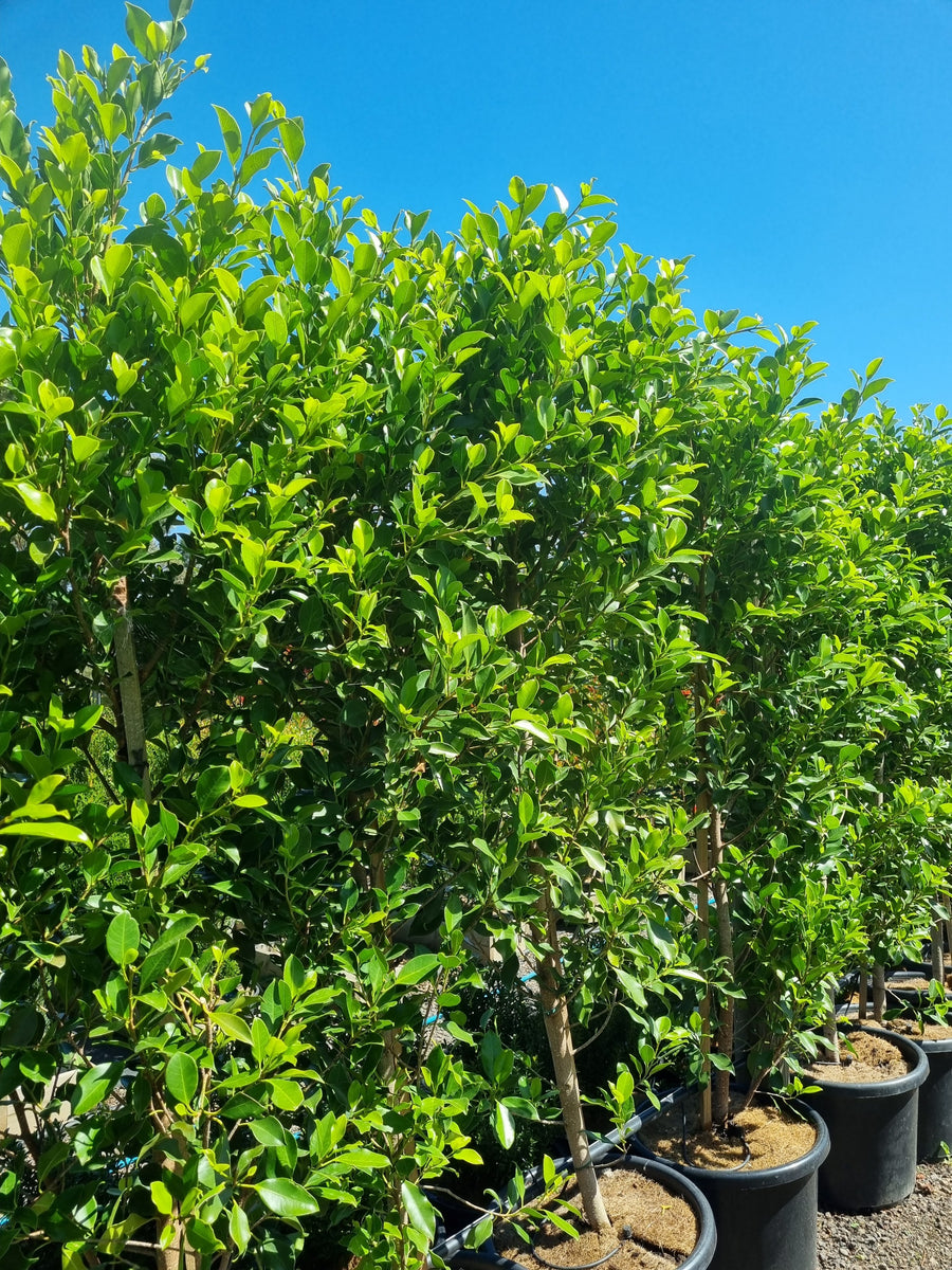 Ficus Hillii "Flash" – Moss Growers Direct